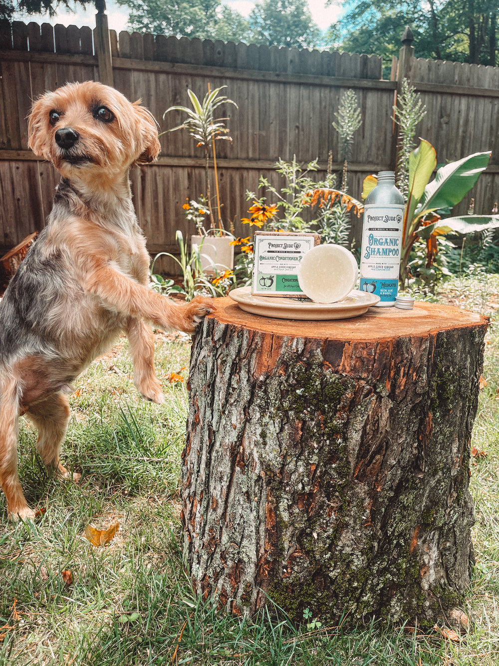 Collections – Project Sudz